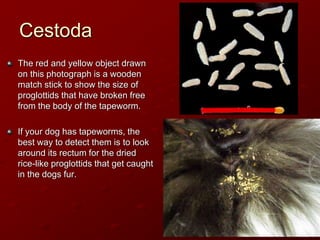 Class Cestoda Notes | PPTX