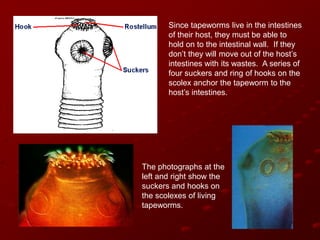 Class Cestoda Notes | PPTX