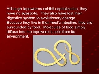 Class Cestoda Notes | PPTX