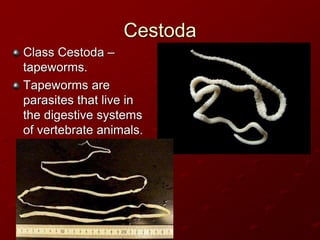 Class Cestoda Tapeworms
