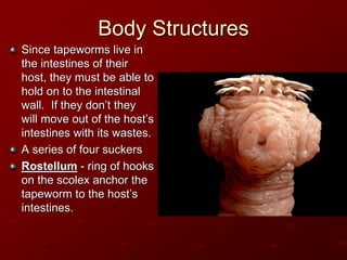 Class Cestoda Tapeworms