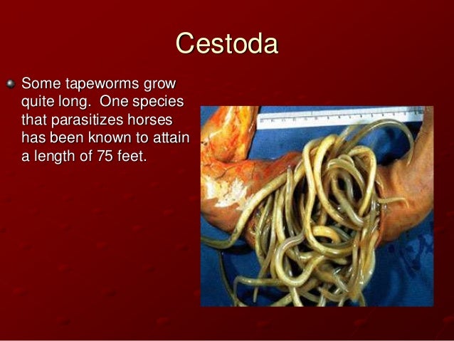 Class Cestoda Notes