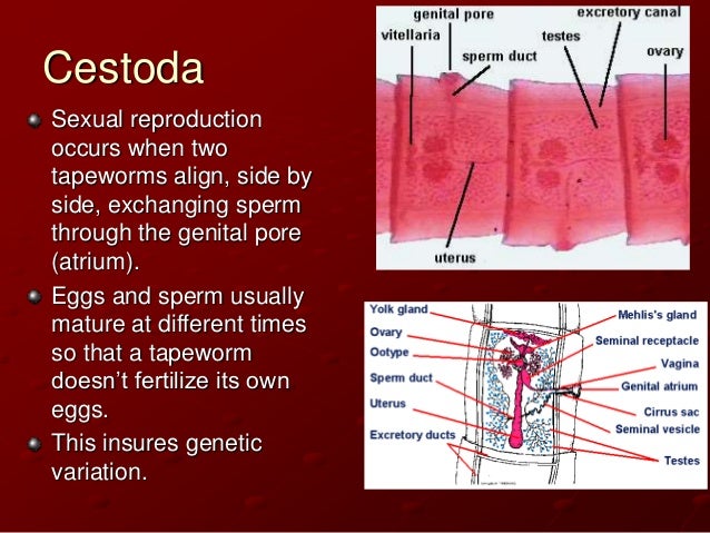 Class Cestoda Notes