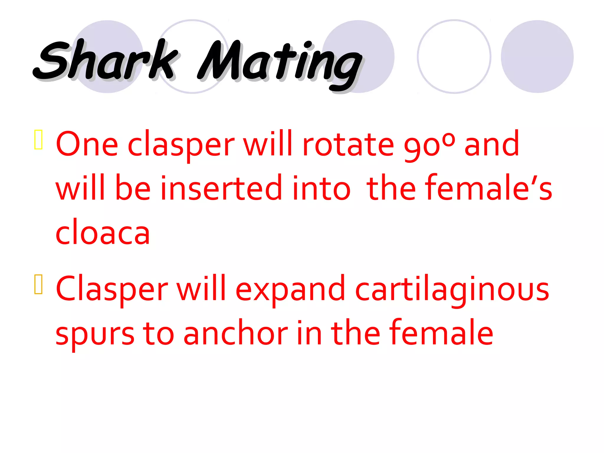 Class chondrichthyes zoorepowt(1) | PPT