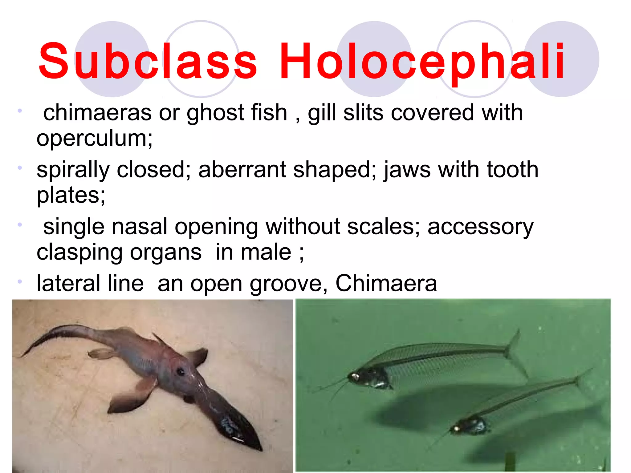 Class chondrichthyes zoorepowt(1) | PPT