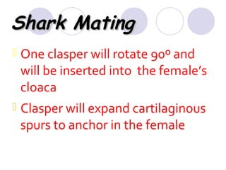 Class chondrichthyes zoorepowt(1) | PPT