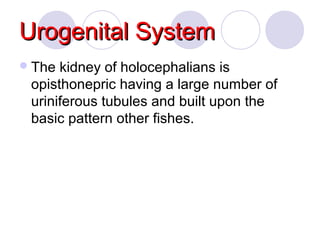 Class chondrichthyes zoorepowt(1) | PPT