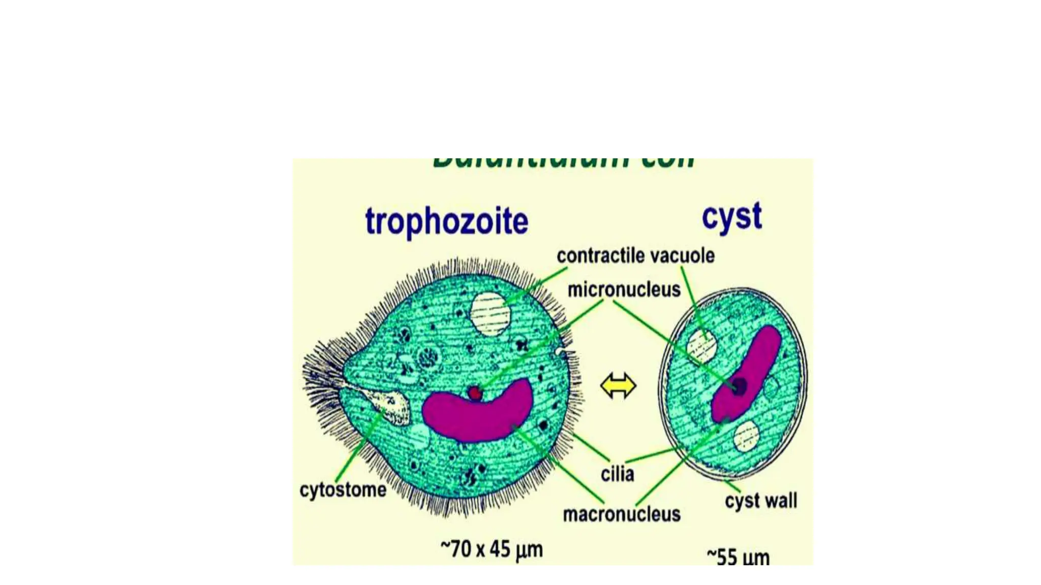 Class Ciliatae (Ciliates).pptx