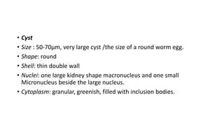 Class Ciliatae (Ciliates).pptx