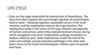 Class Ciliatae (Ciliates).pptx