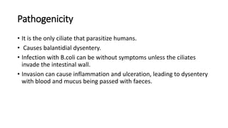 Class Ciliatae (Ciliates).pptx