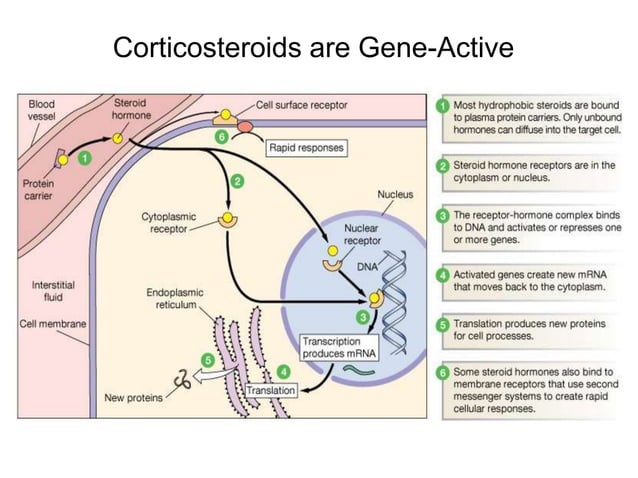Class corticosteroids new | PPT