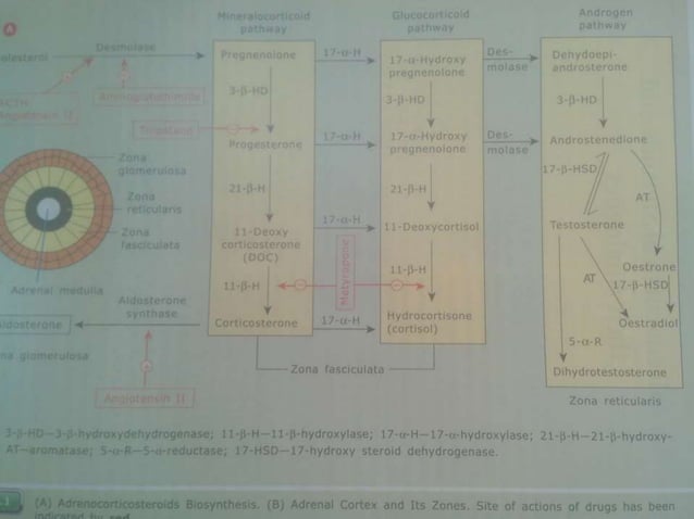 Class corticosteroids new | PPT
