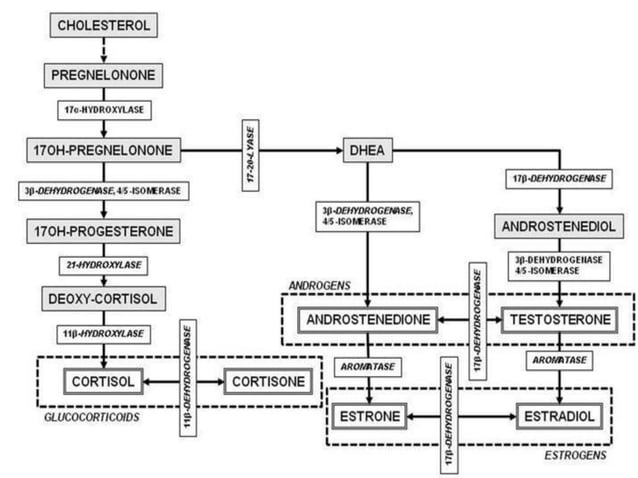 Class corticosteroids new | PPT