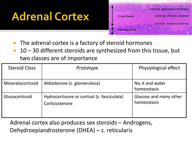 Class corticosteroids new | PPT
