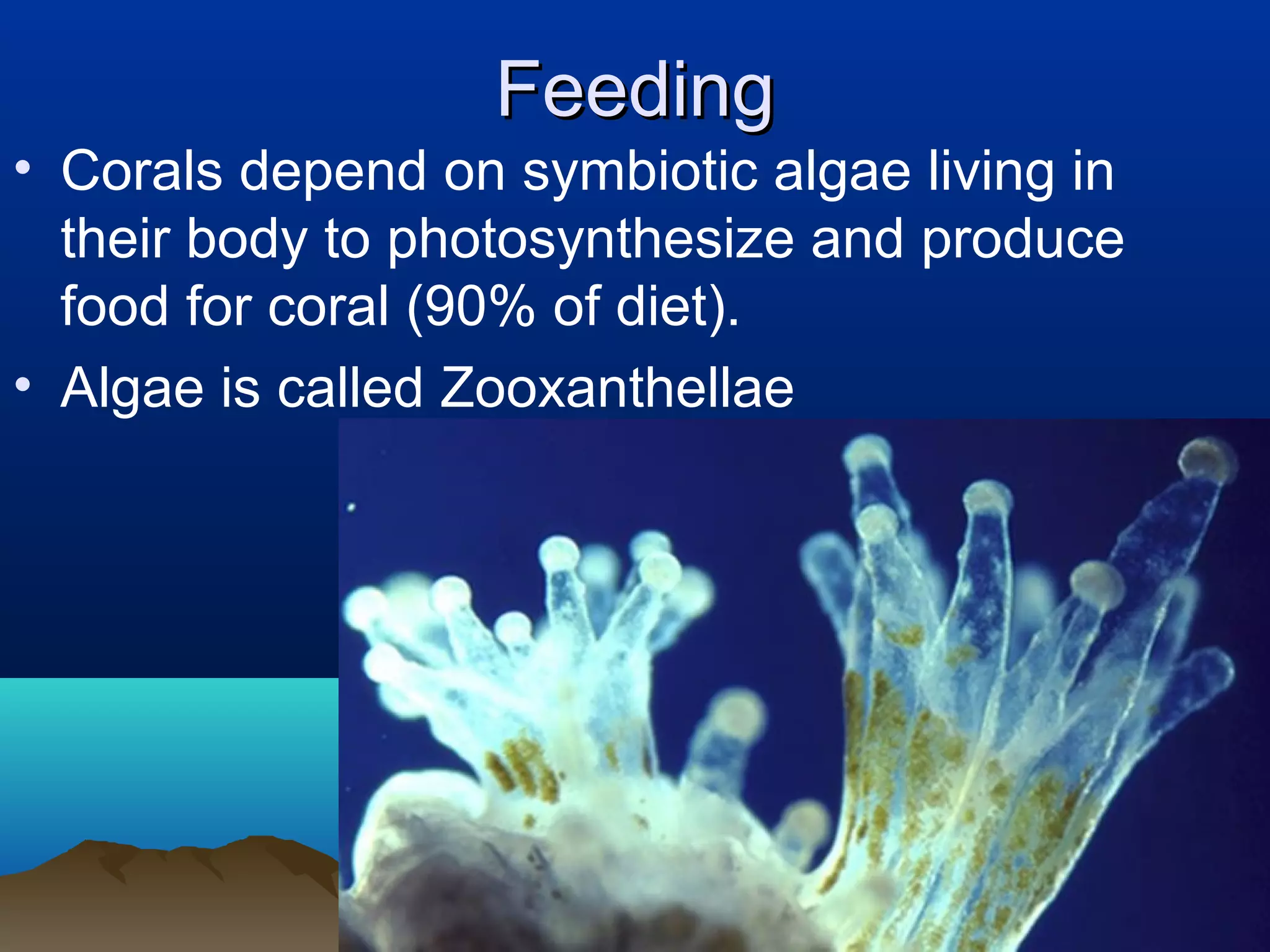 Classe anthozoa Notes | PPT