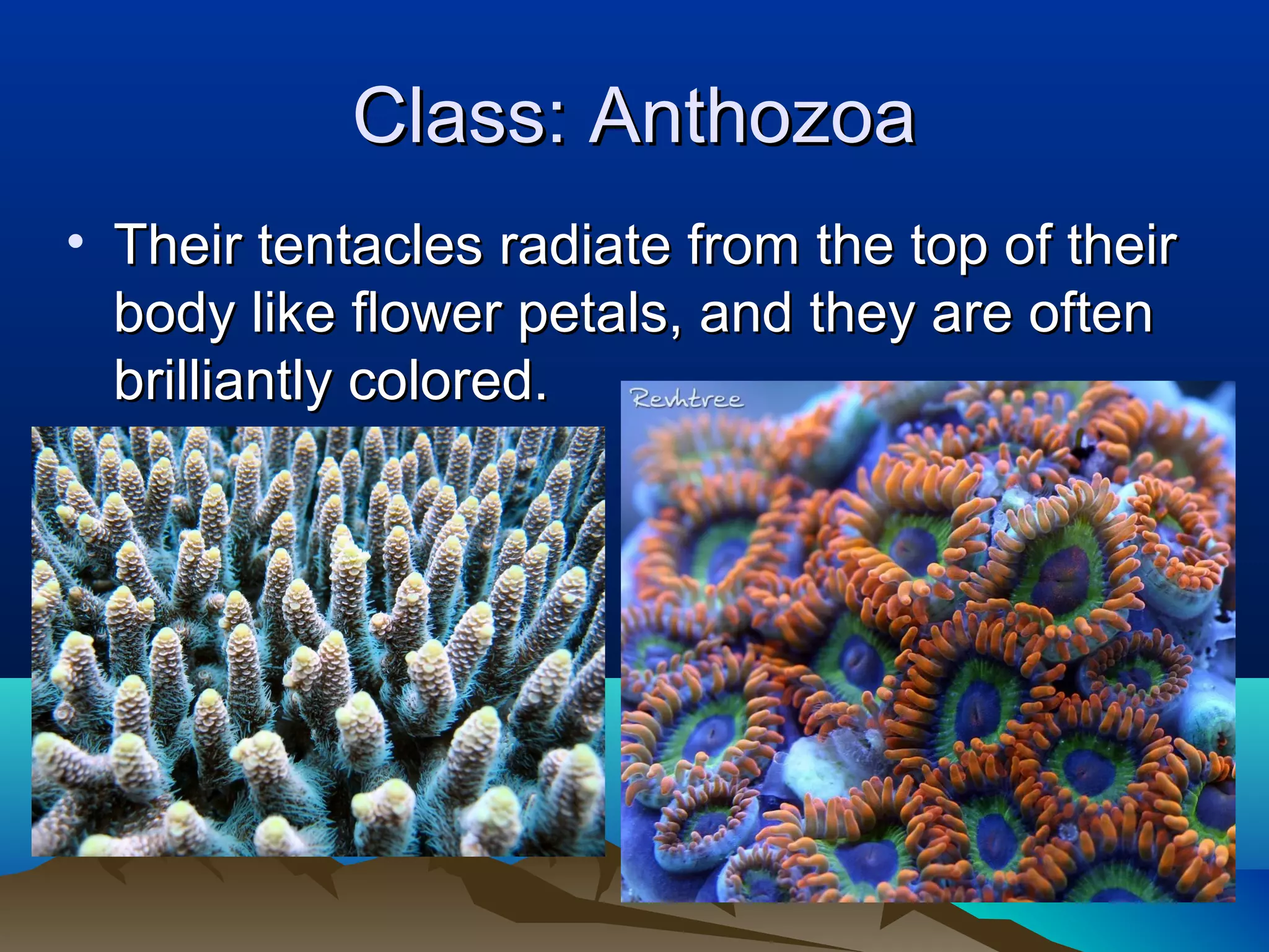 Classe anthozoa Notes | PPT