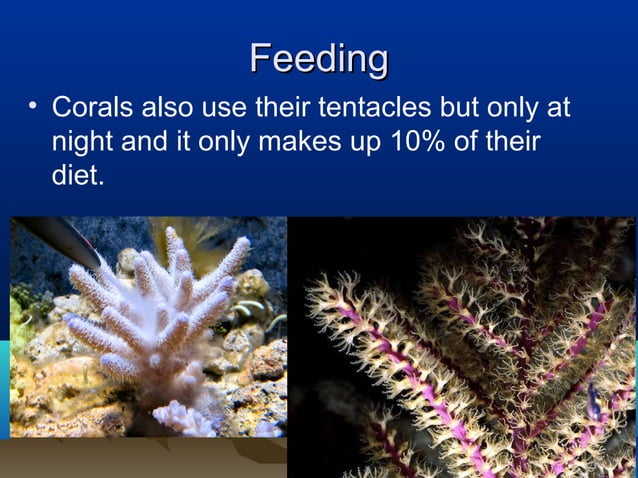 Classe anthozoa Notes | PPT