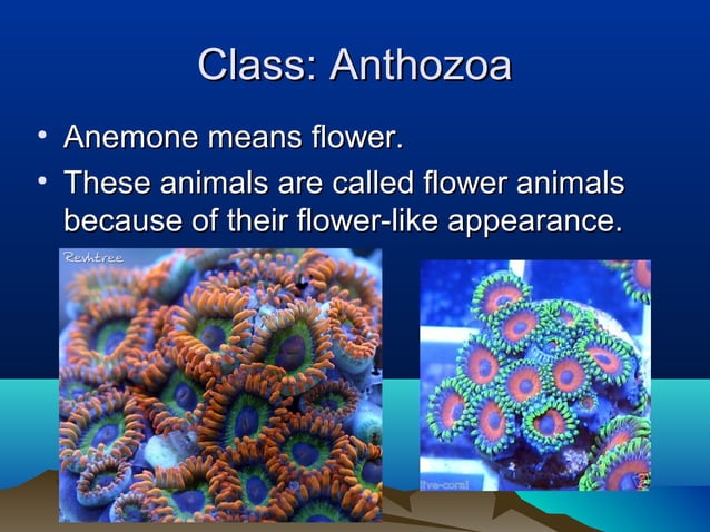 Classe anthozoa Notes | PPT