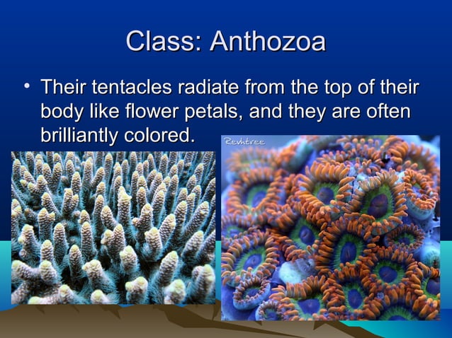 Classe anthozoa Notes | PPT