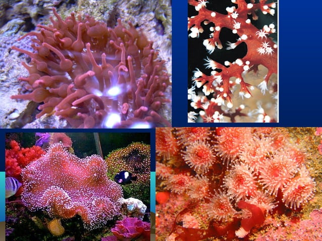Classe anthozoa Notes | PPT