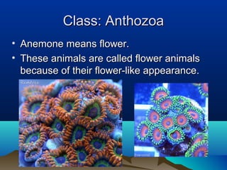 Anthozoa