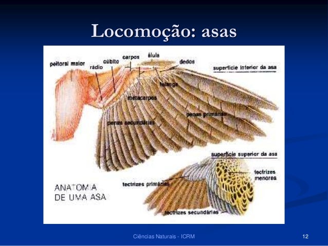 Classe das aves prof Ivanise Meyer