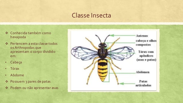 Classe insecta