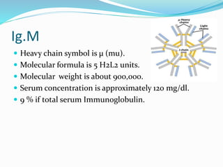Classes of immunoglobulin | PPT