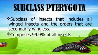 AGRICULTURE GRADE 10 CLASSES OF INSECTS.pptx