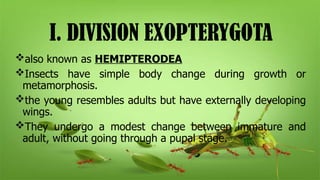 AGRICULTURE GRADE 10 CLASSES OF INSECTS.pptx