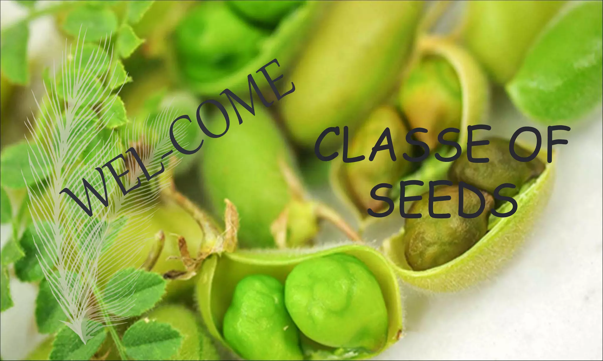 Classes of seeds | PPT