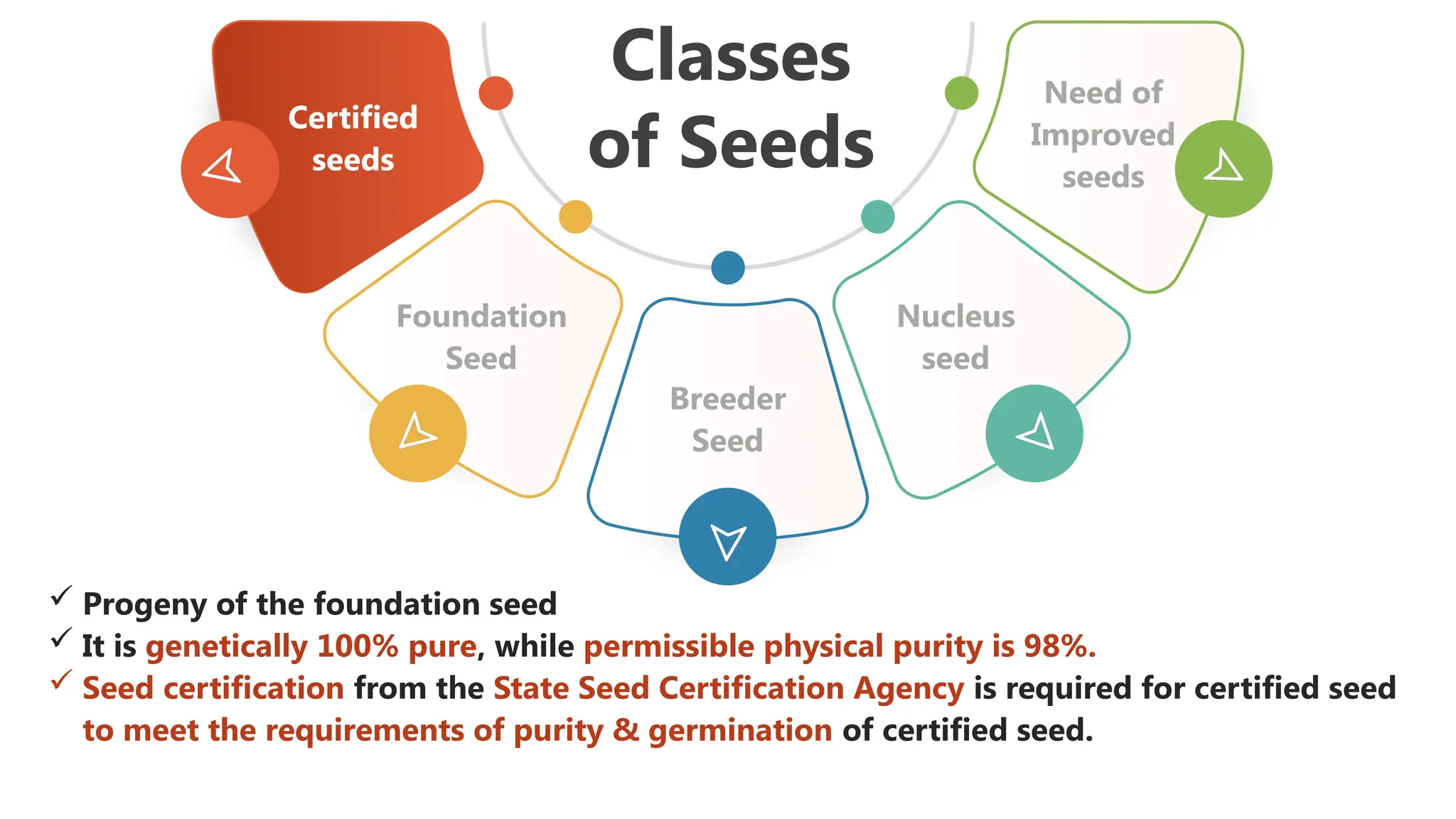 Seed Certification - classes of seeds.pptx