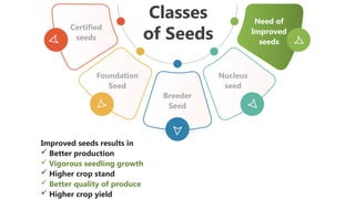 Seed Certification - classes of seeds.pptx