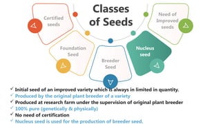 Seed Certification - classes of seeds.pptx