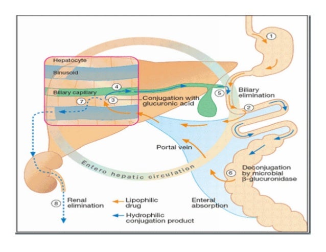 Class excretion of drugs