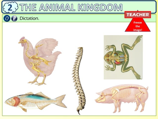 Class explanation - The Classification of Living Things | PPT