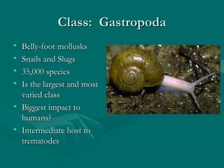 Class Gastropoda Notes | PPT