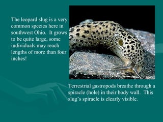 Class Gastropoda Notes | PPT