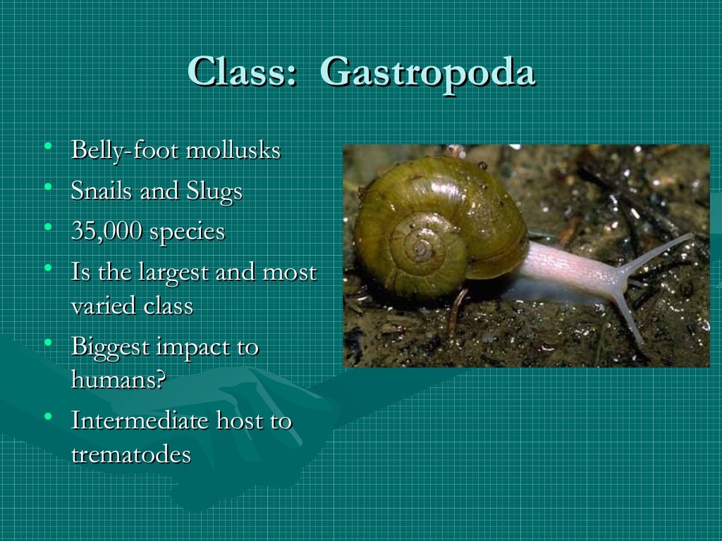 Class Gastropoda Notes