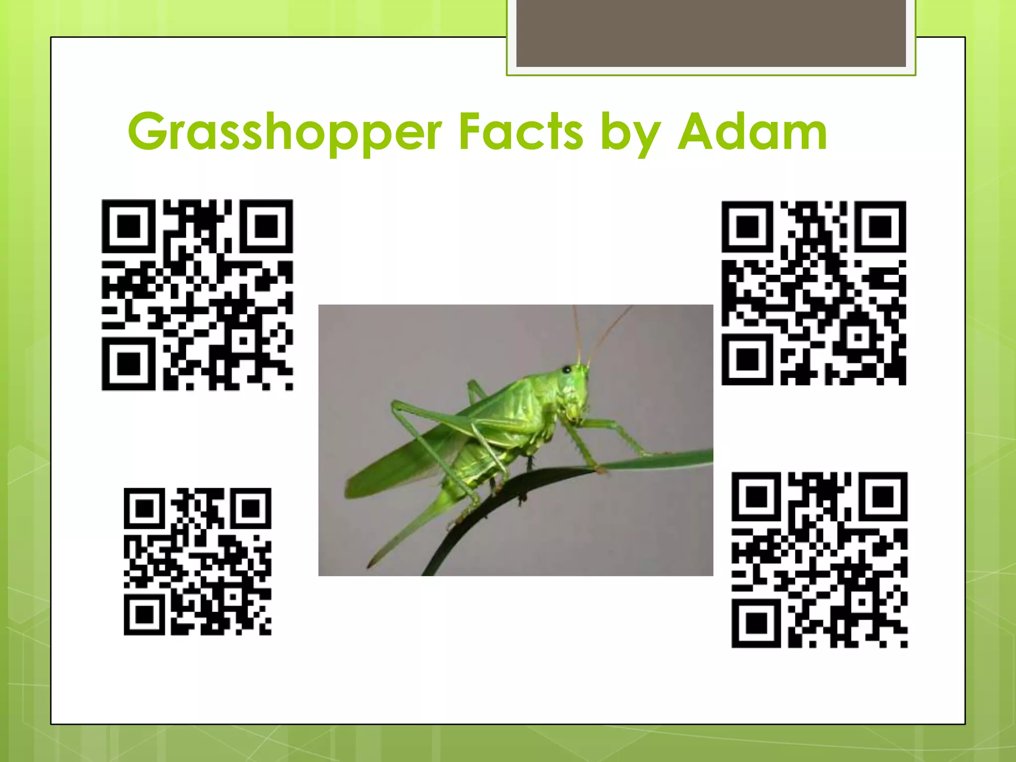 Class grasshopper QR Facts | PPT