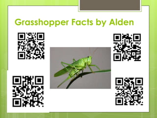 Class grasshopper QR Facts | PPTX