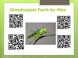 Class grasshopper QR Facts | PPT