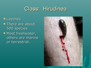Class Hirudinea Notes | PPT