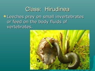 Class Hirudinea Notes | PPT