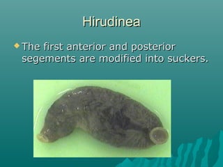 Phylum Annelida Class Hirudinea Suckers