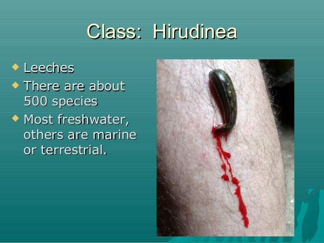Class Hirudinea Notes