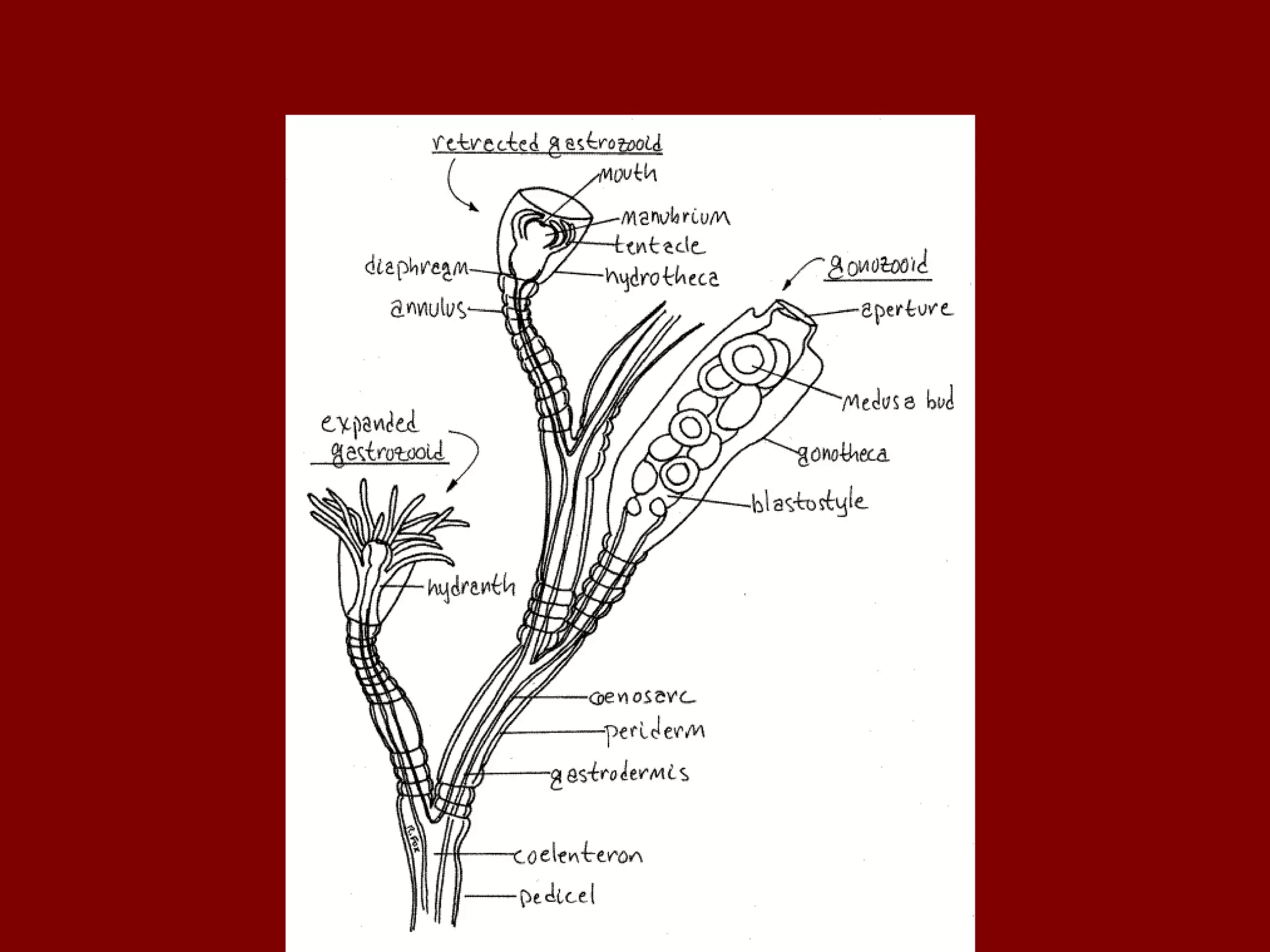 Class hydrozoa and anthozoa | PPT