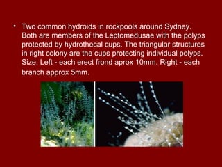 Class hydrozoa and anthozoa | PPT