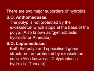 Class hydrozoa and anthozoa | PPT